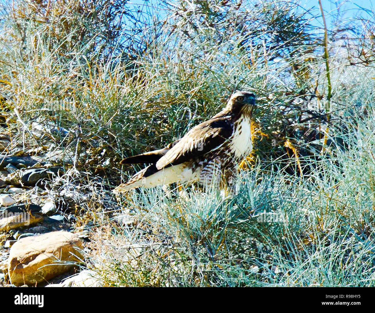 California, Big Pine, Inyo Mountains, Red-tailed Hawk Stock Photo - Alamy