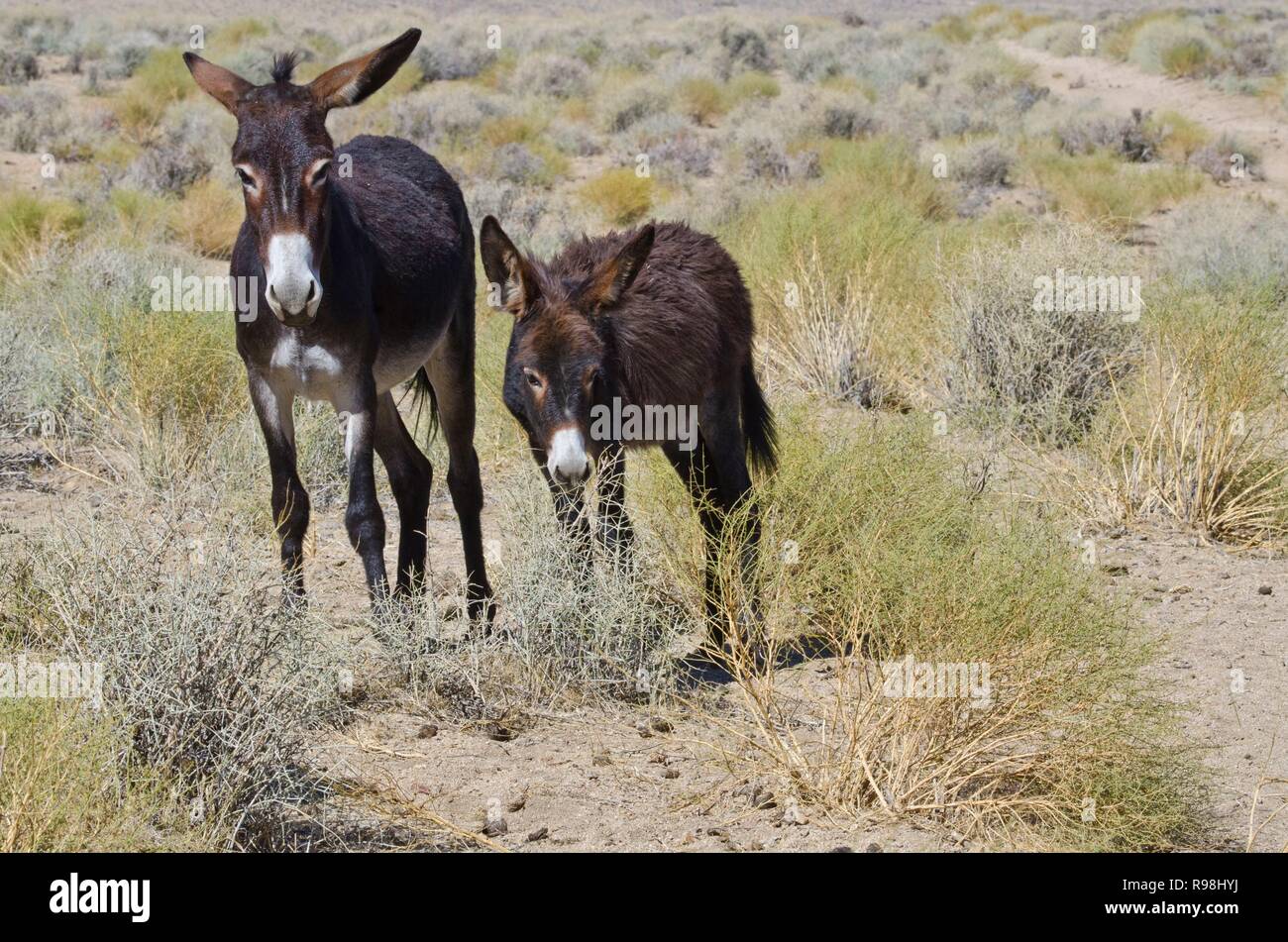 California, Death Valley National Park, Butte Valley Road, Wild Burros ...