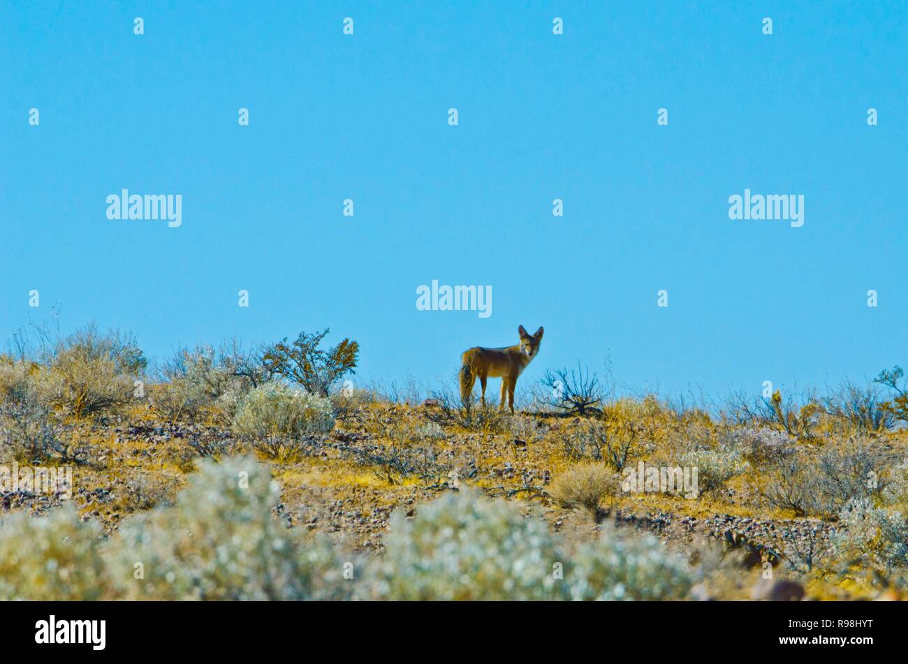 California, Tecopa, China Ranch Date Farm, Coyote Stock Photo - Alamy