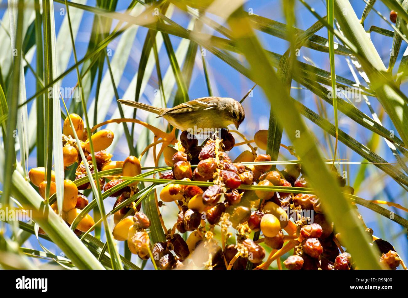 California, Tecopa, China Ranch Date Farm, White-crowned sparrow Stock ...