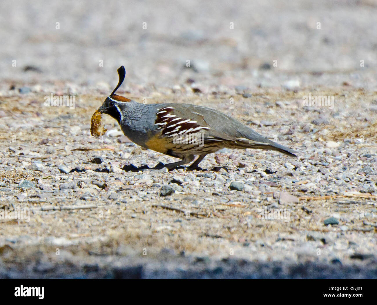 Big pine hi-res stock photography and images - Alamy