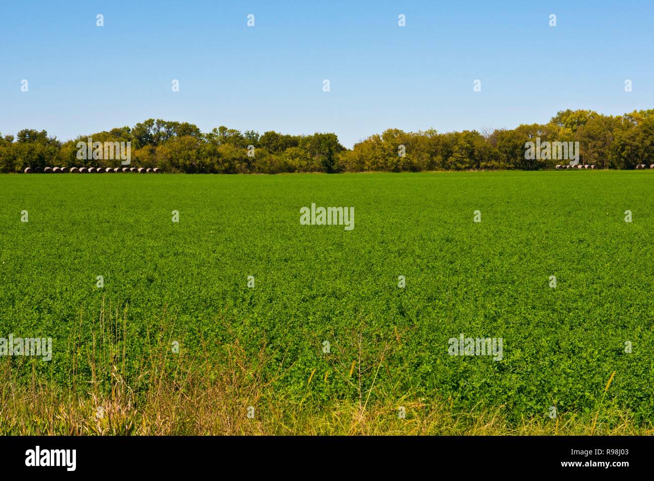 Soybean field hi-res stock photography and images - Alamy