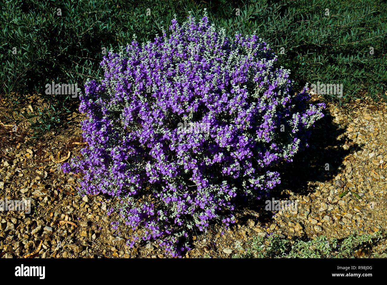 Nevada, Mesquite, Chihuahuan Sage Bush in Bloom Stock Photo - Alamy