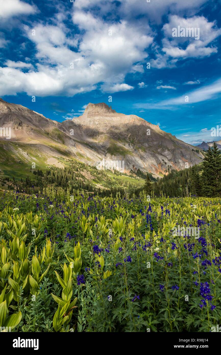 Yankee Boy Basin mountain flowers in bloom, outside of Ouray Colorado ...