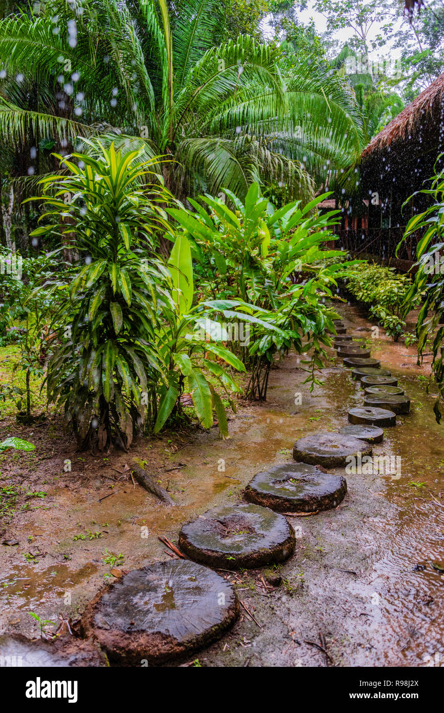 Rain rainforest storm hi-res stock photography and images - Alamy