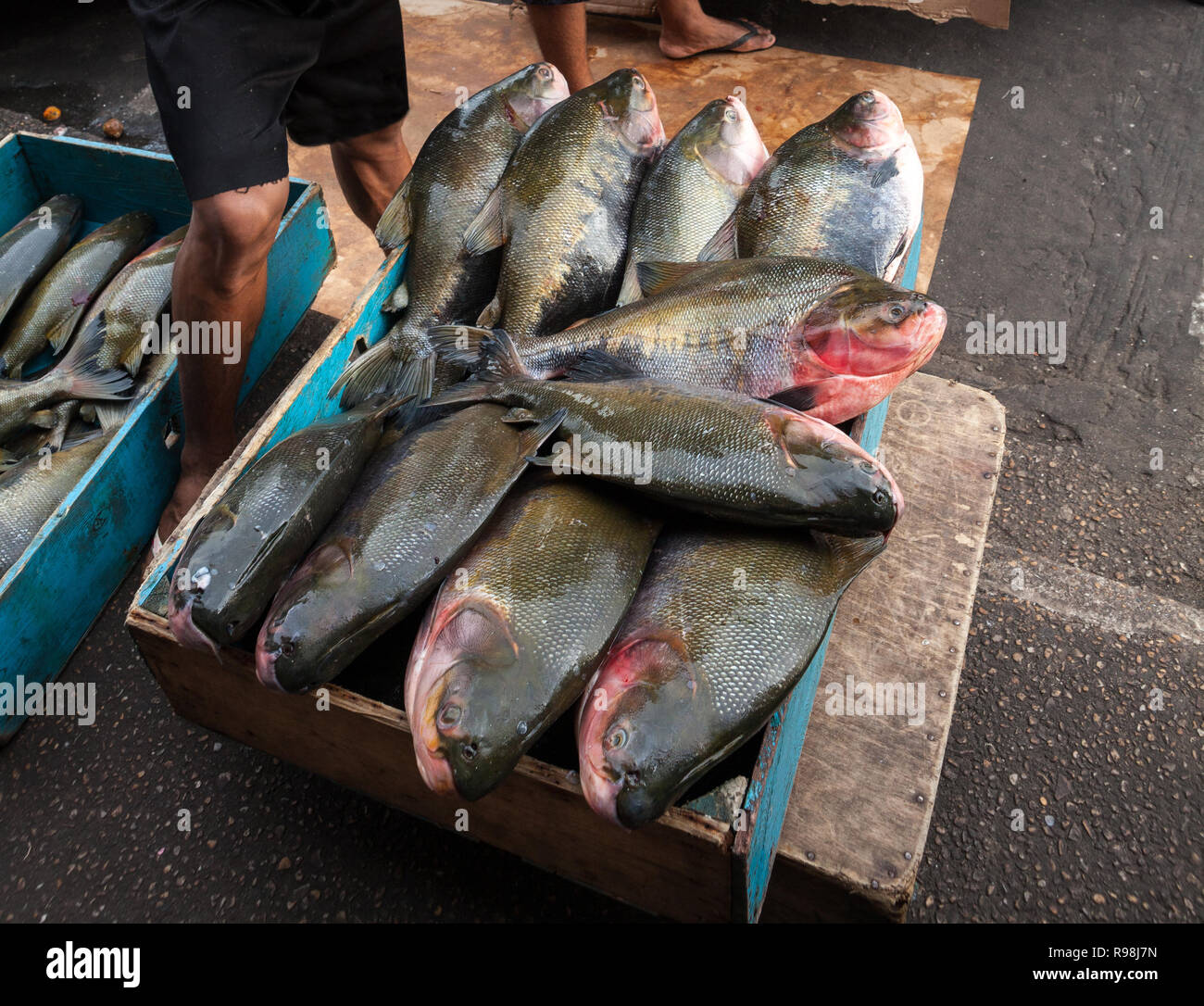 Manaus fish market hi-res stock photography and images - Alamy