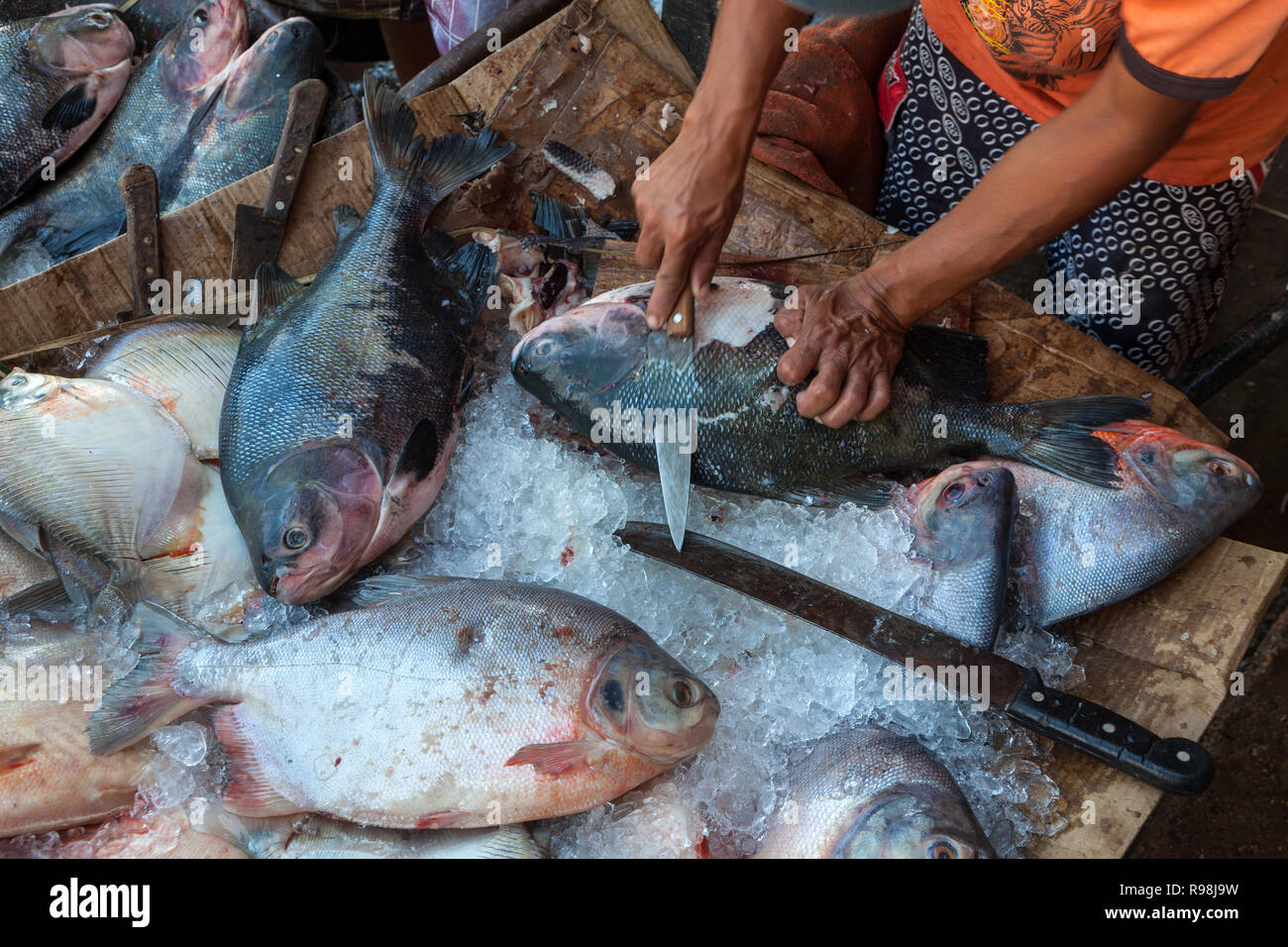Tambaqui fish hi-res stock photography and images - Alamy