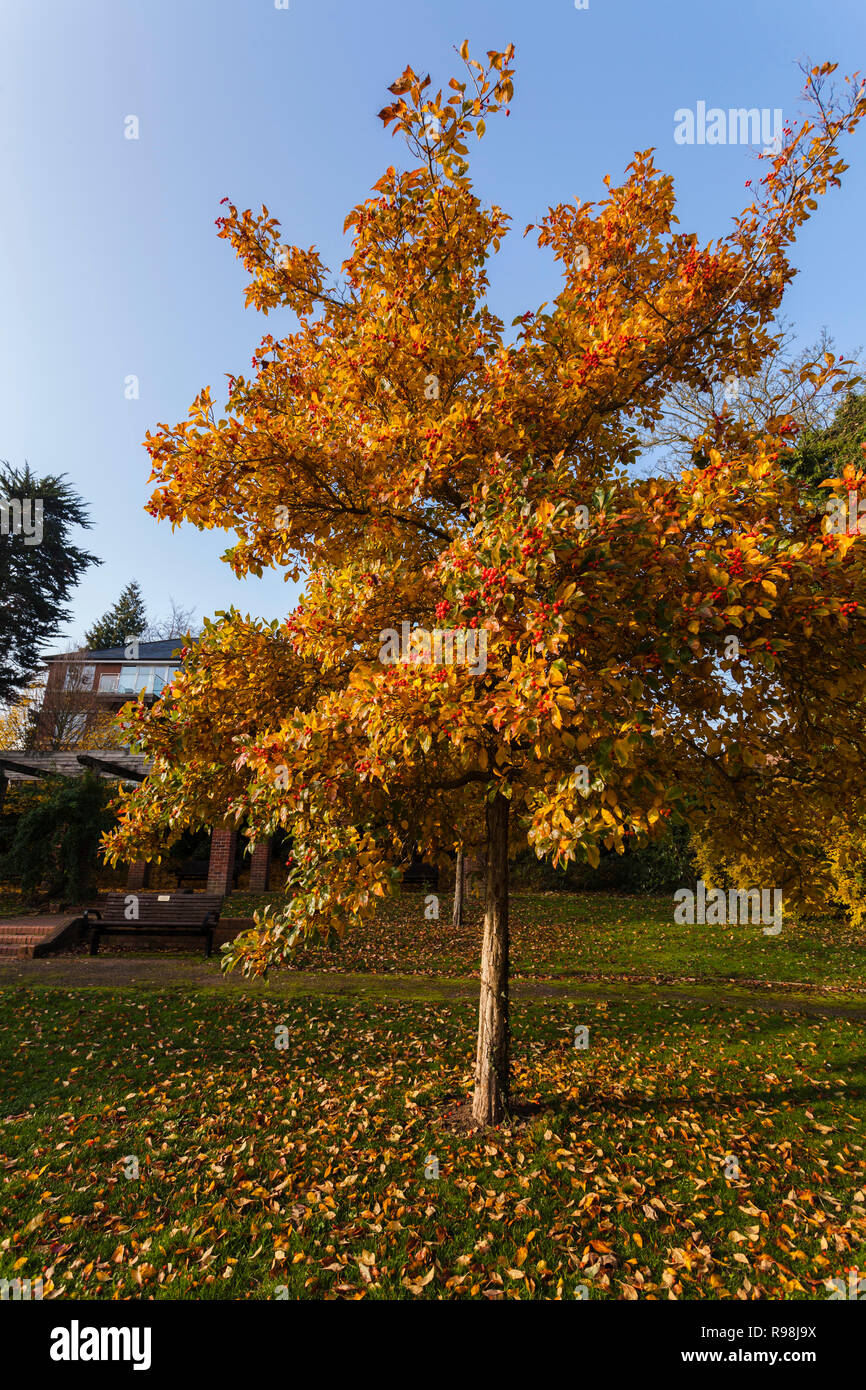 A rosehip tree in the South Park,Darlington,England,UK Stock Photo - Alamy