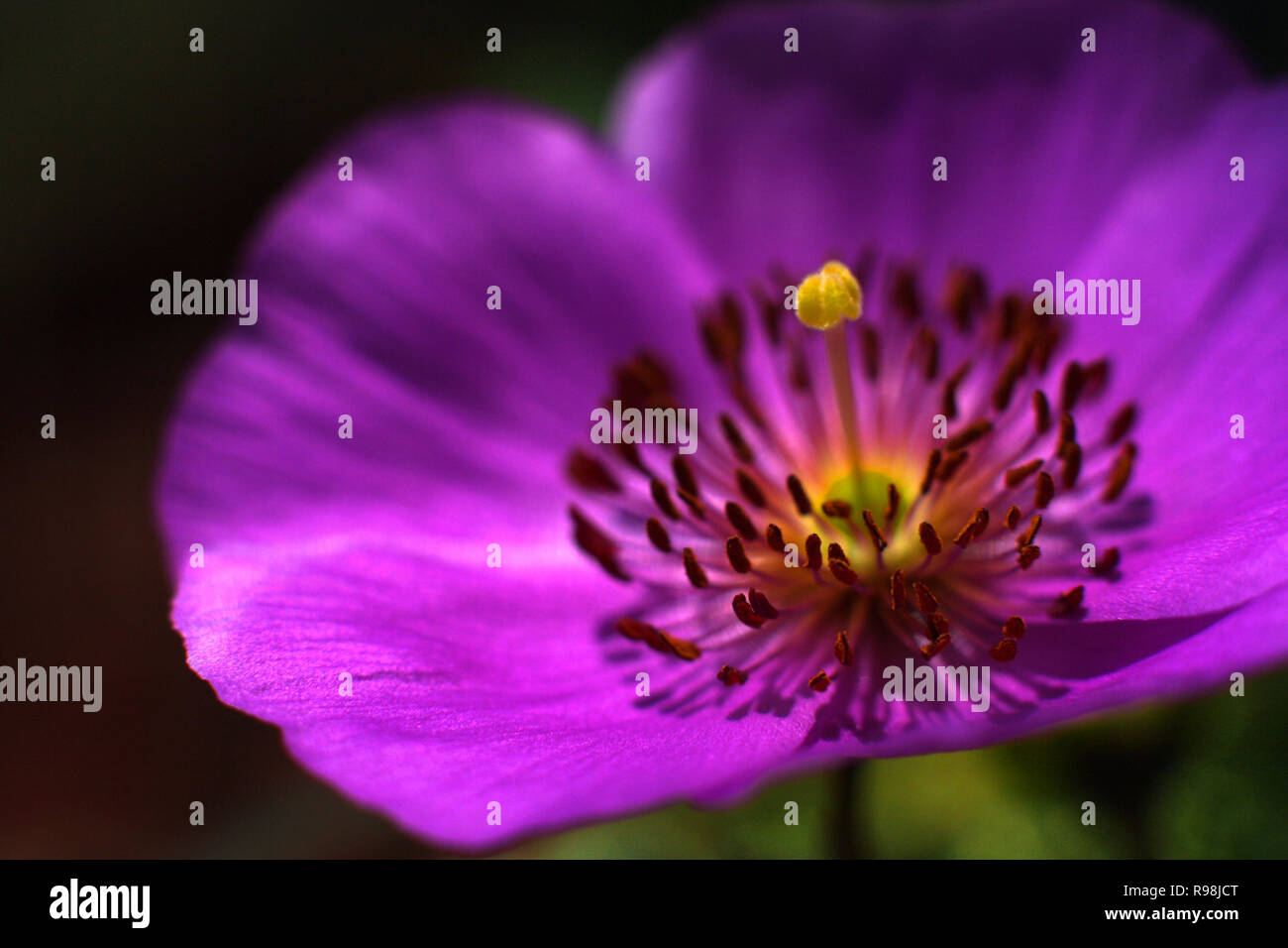 Purple flower in bloom Stock Photo - Alamy