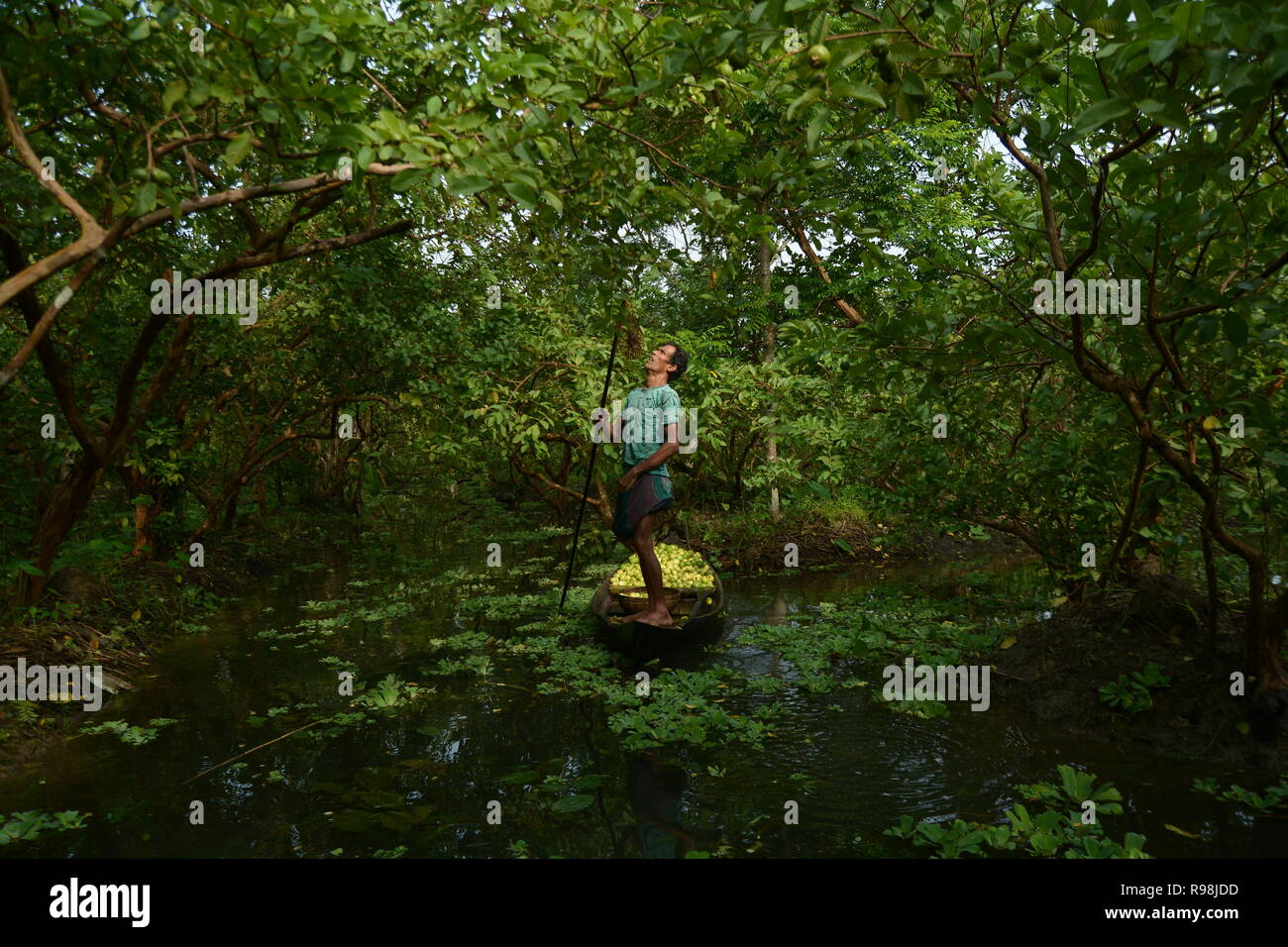 Floating garden in bangladesh hi-res stock photography and images - Alamy