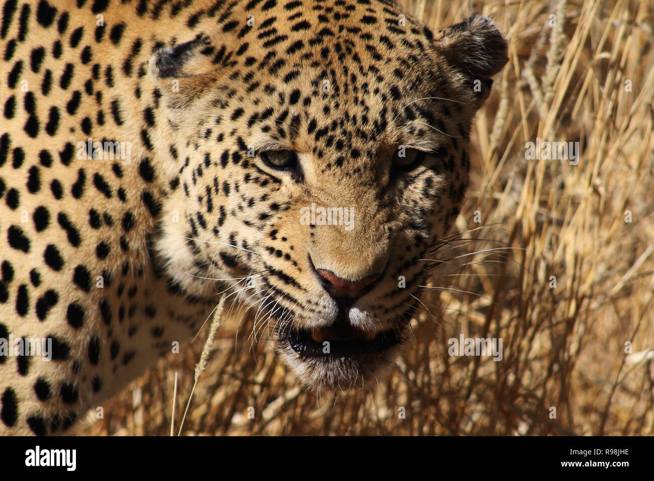 Portrait of hungry leopard, Namibia Stock Photo - Alamy