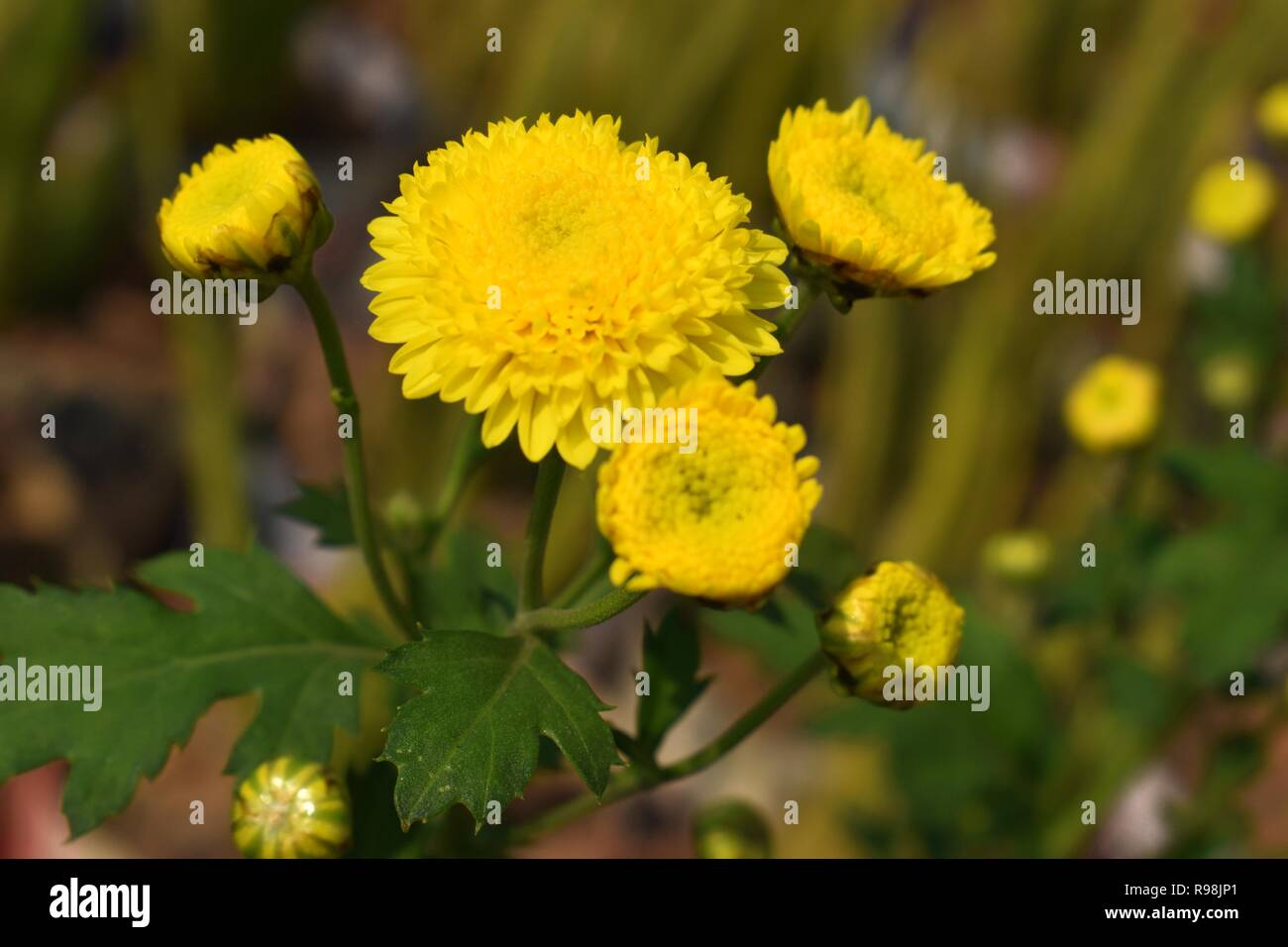 Beautiful natural image Stock Photo - Alamy