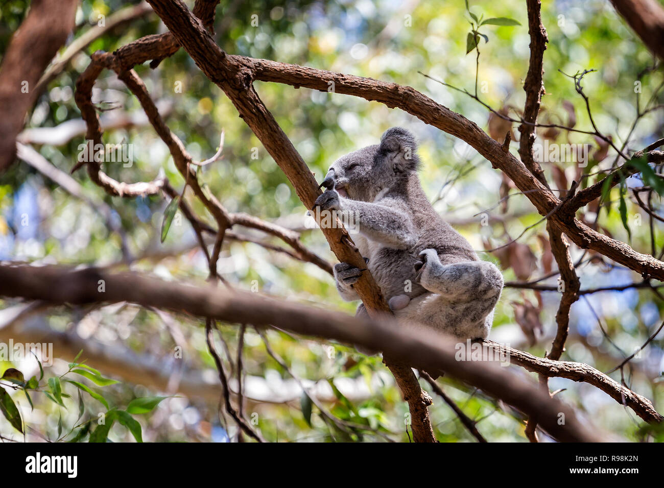 Close up of Koala Bear climbing in tree Stock Photo - Alamy
