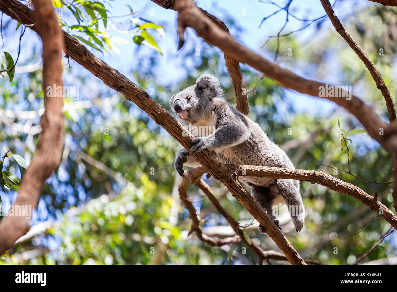 Close up of Koala Bear climbing in tree Stock Photo - Alamy