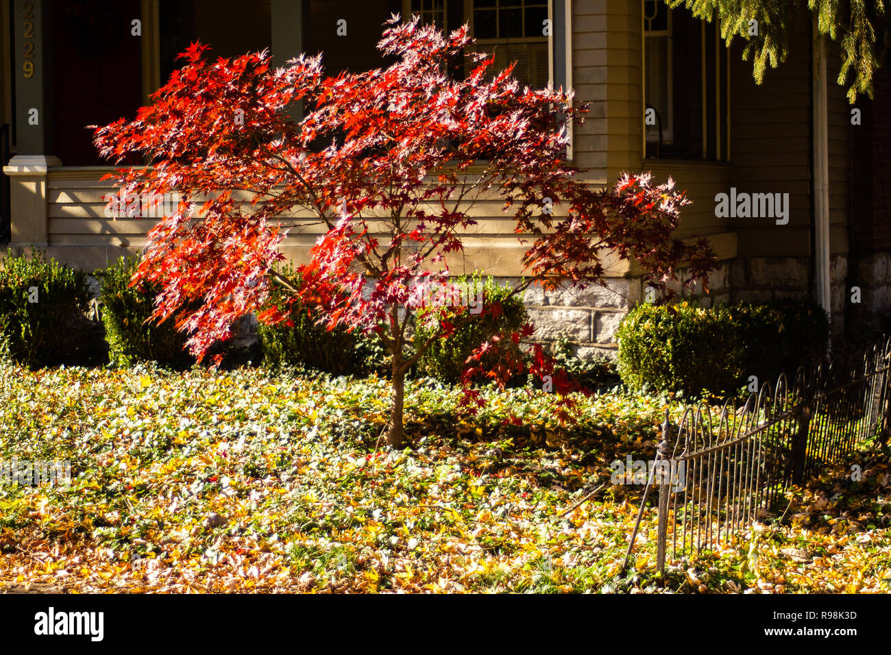Tree turning its leaves in a fall sunrise Stock Photo - Alamy