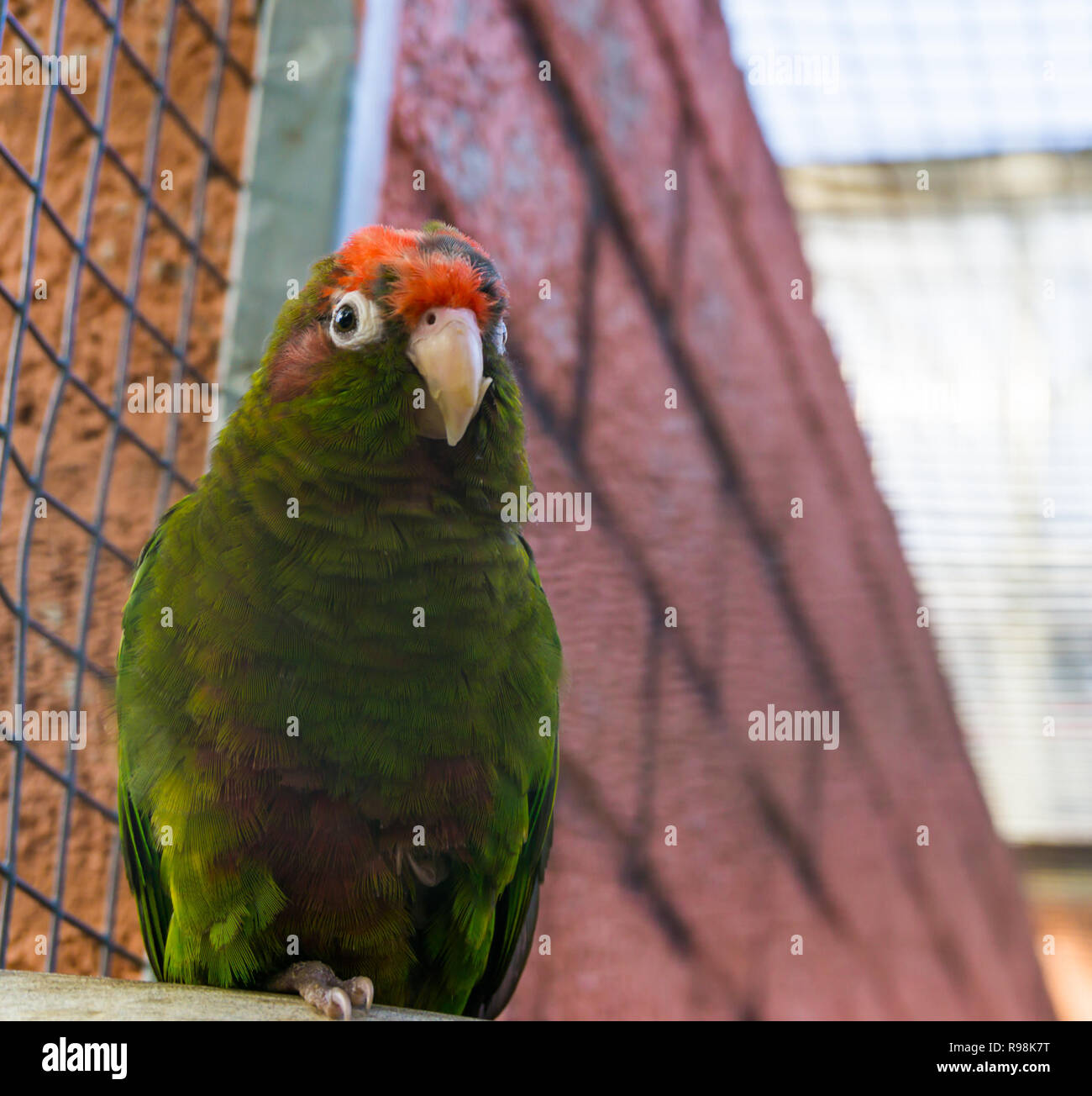 Finsch's conure, a green tropical parrot from the forest of America ...