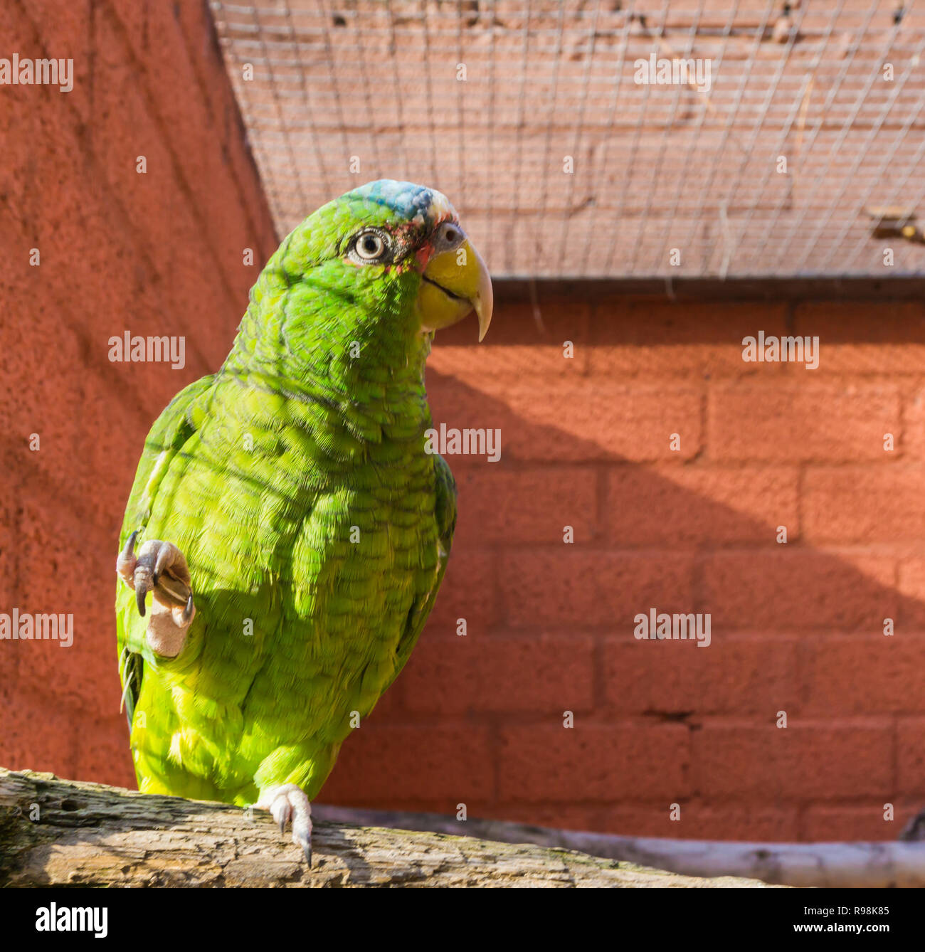Parrot with red cheeks hi-res stock photography and images - Alamy