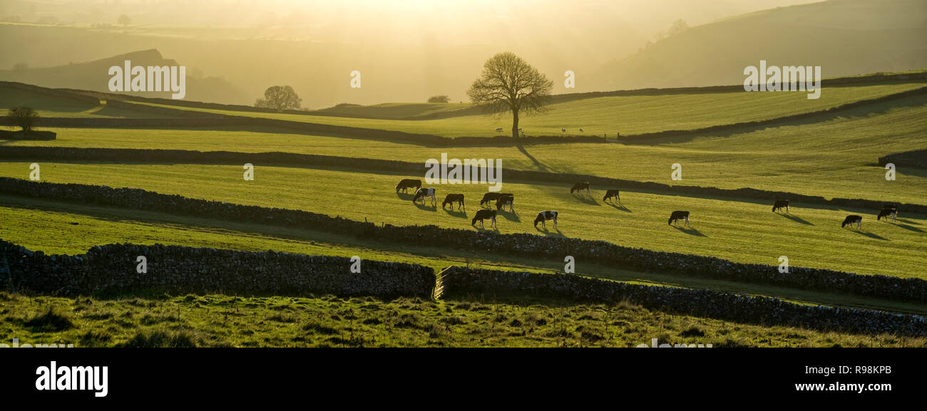Dry stone walled fields near Wetton in evening light (1 Stock Photo - Alamy