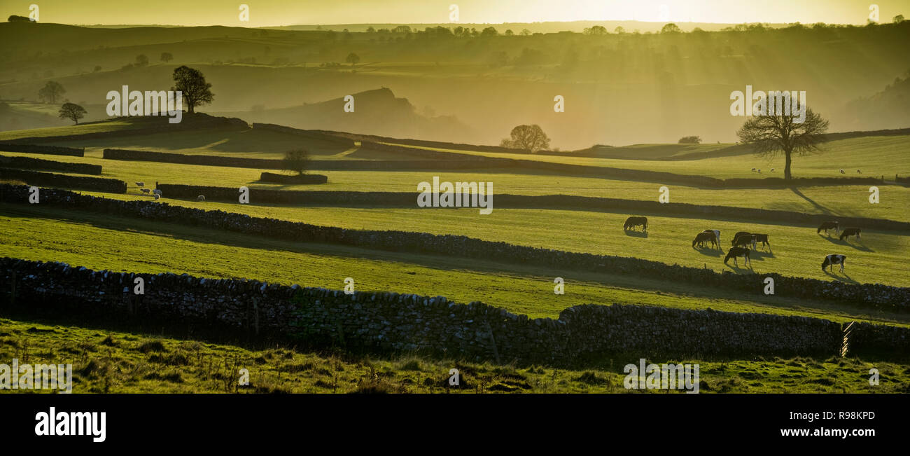 Dry stone walled fields near Wetton in evening light (2 Stock Photo - Alamy
