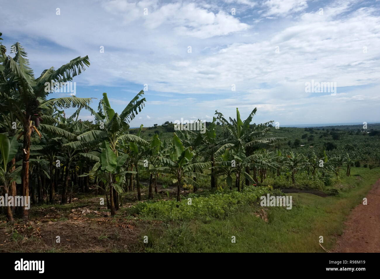 Matoke banana crop on a farm in Uganda Stock Photo - Alamy