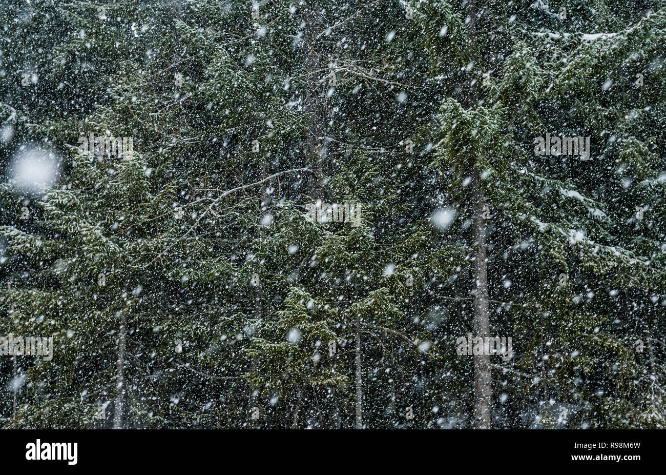 Green tree branches snow falling hi-res stock photography and images ...