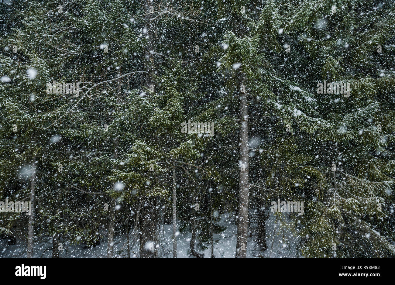 Green tree branches snow falling hi-res stock photography and images ...
