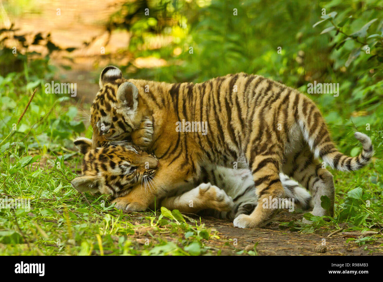 Siberian/Amur Tiger Cubs (Panthera Tigris Altaica) Playing Together ...