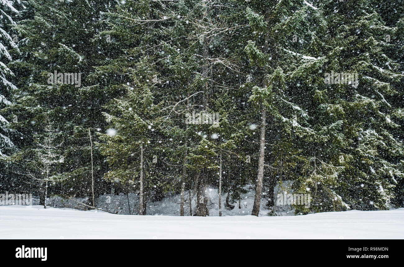 Snow falling on trees Stock Photo - Alamy