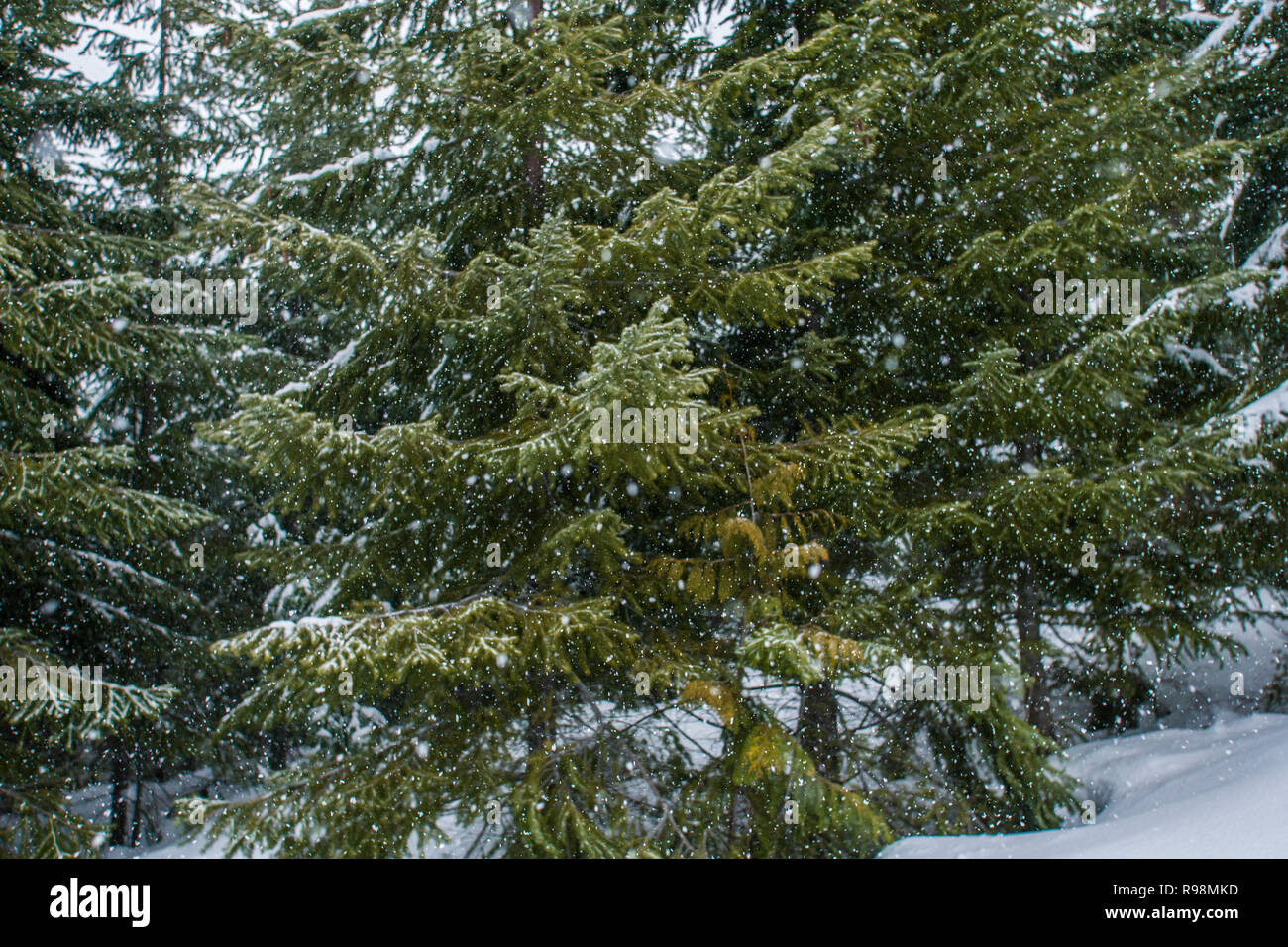 Snow falling on trees Stock Photo - Alamy