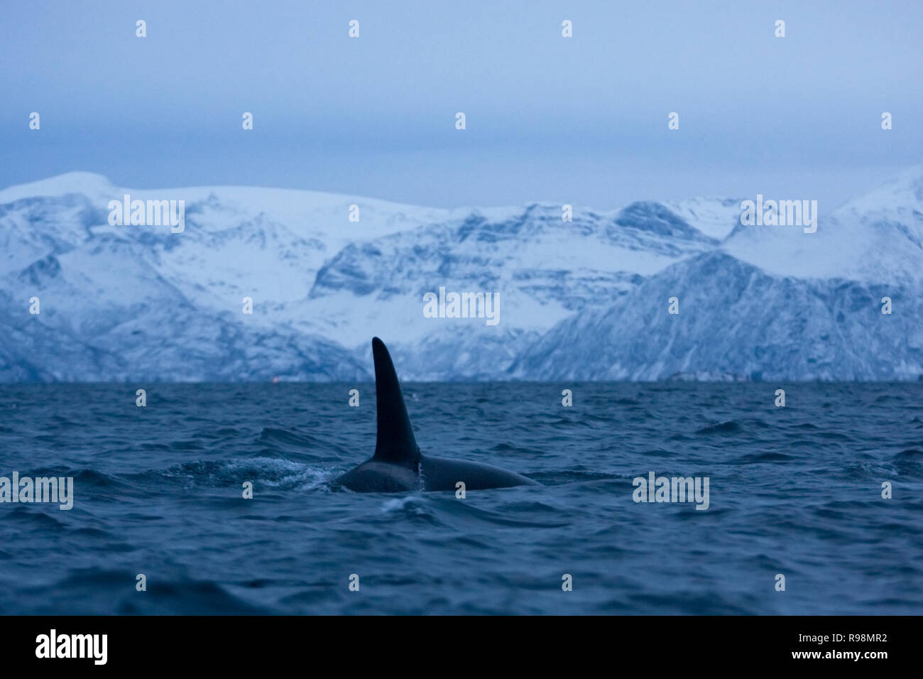Killer whale orcinus orca ice hi-res stock photography and images - Alamy