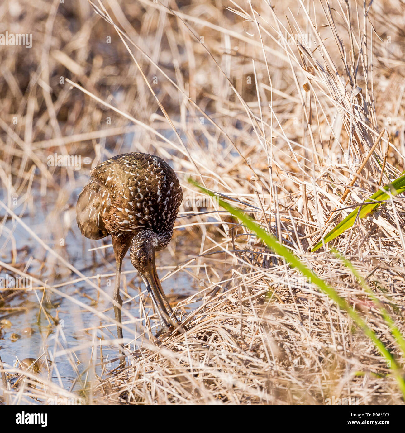 Adult limpkin hi-res stock photography and images - Alamy