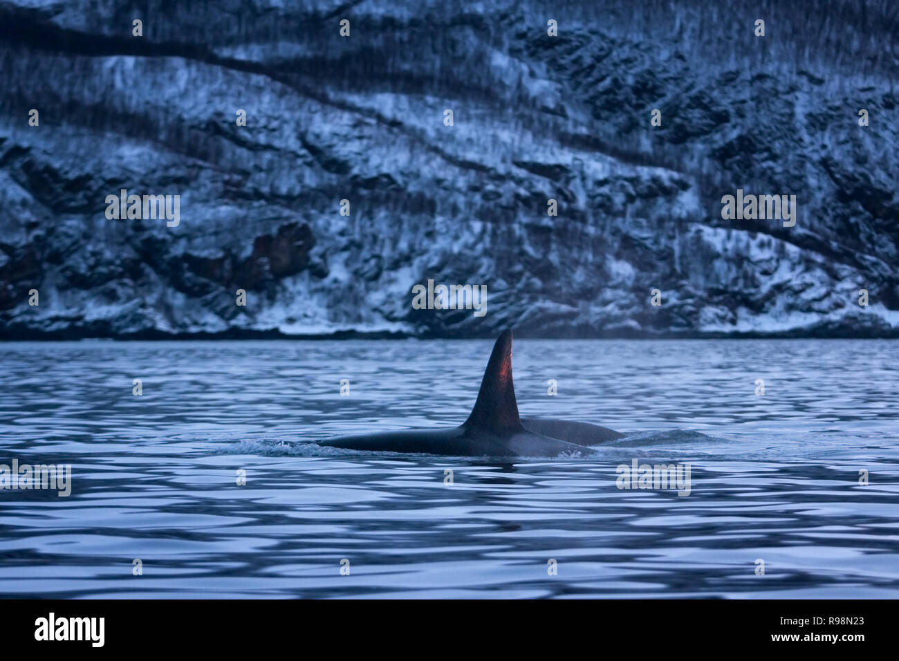 killer whale, orca, orcinus orca Stock Photo - Alamy