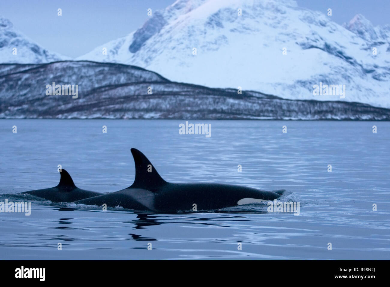 Killer whale orcinus orca ice hi-res stock photography and images - Alamy