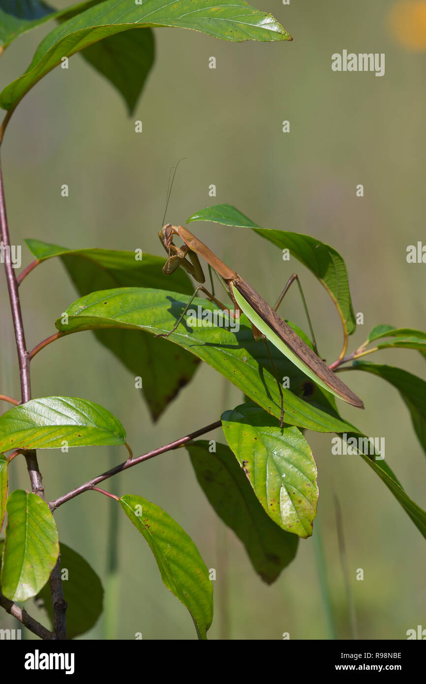 Tenodera Sinensis High Resolution Stock Photography and Images - Alamy