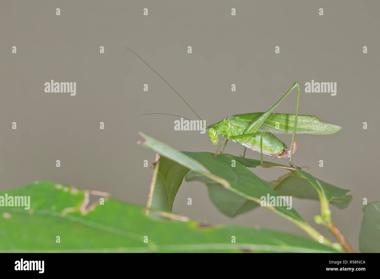 Katydid Wings High Resolution Stock Photography and Images - Alamy