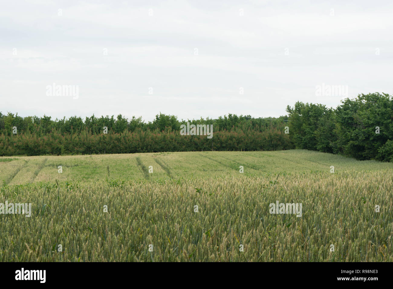 A field cultivated with wheat Stock Photo - Alamy