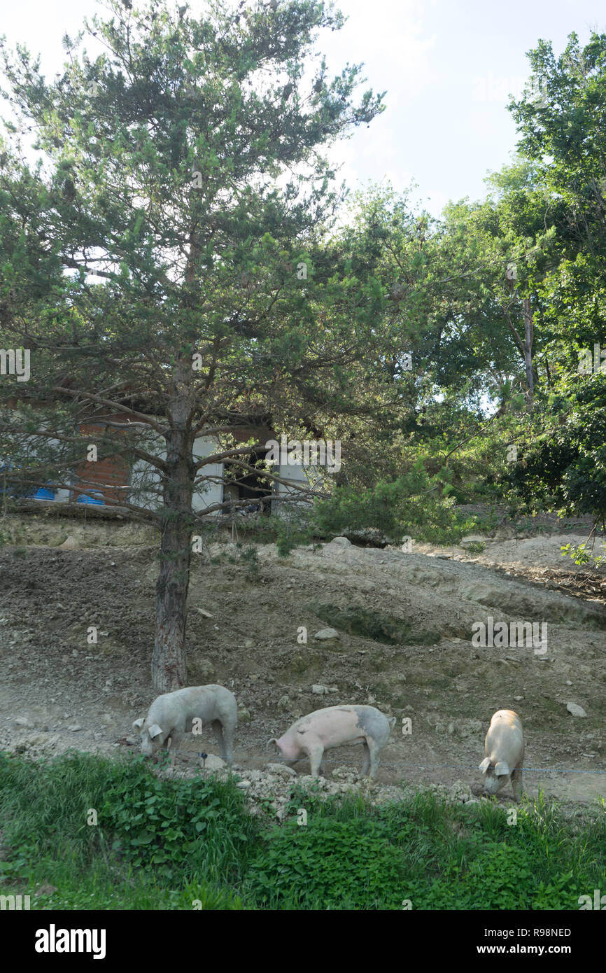 Three pigs look for something to eat under a tree Stock Photo - Alamy