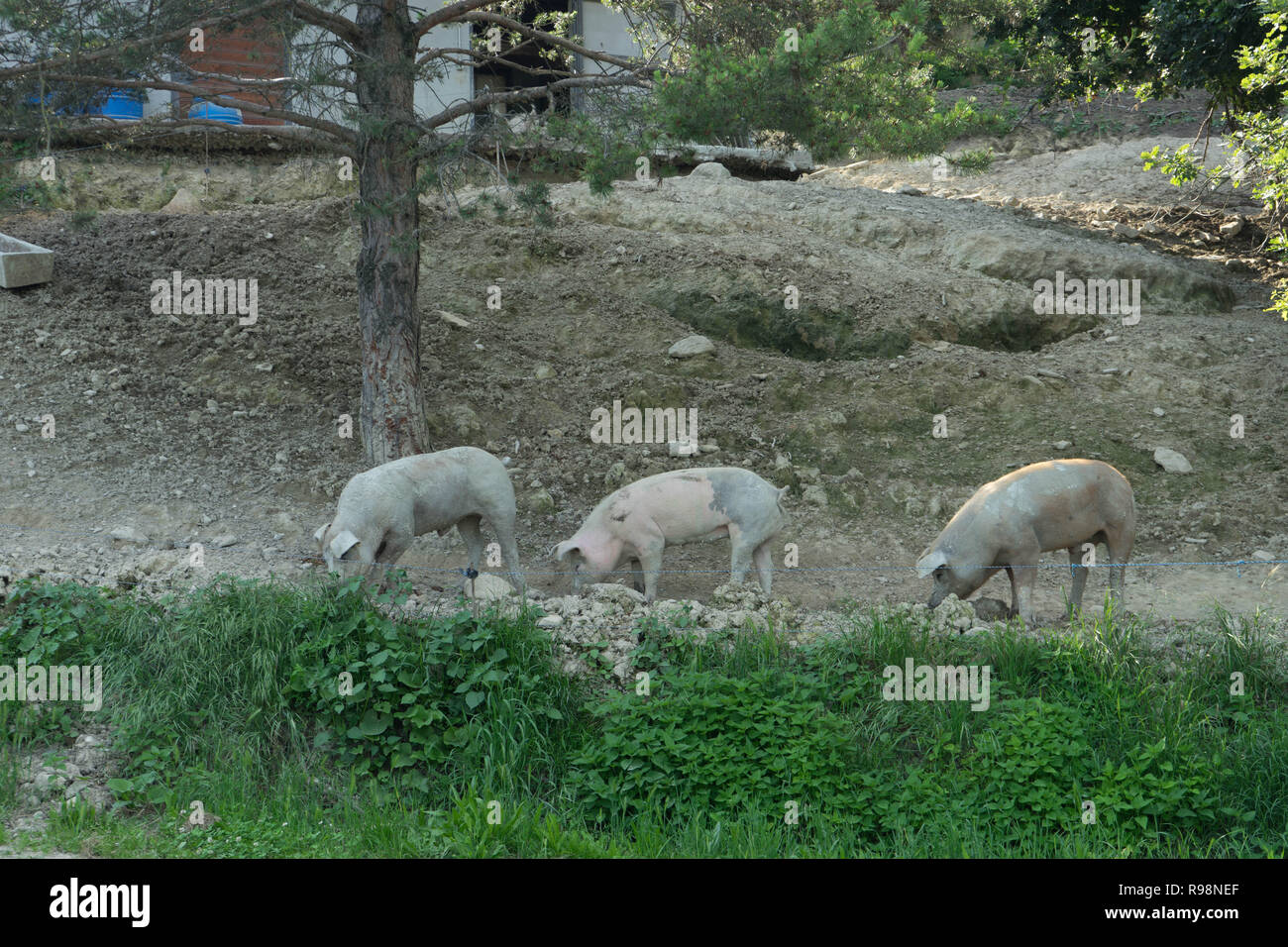 Three pigs look for something to eat under a tree Stock Photo - Alamy