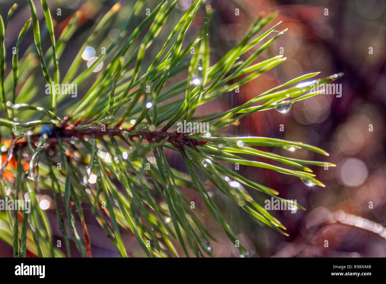 Sprig pine hi-res stock photography and images - Alamy