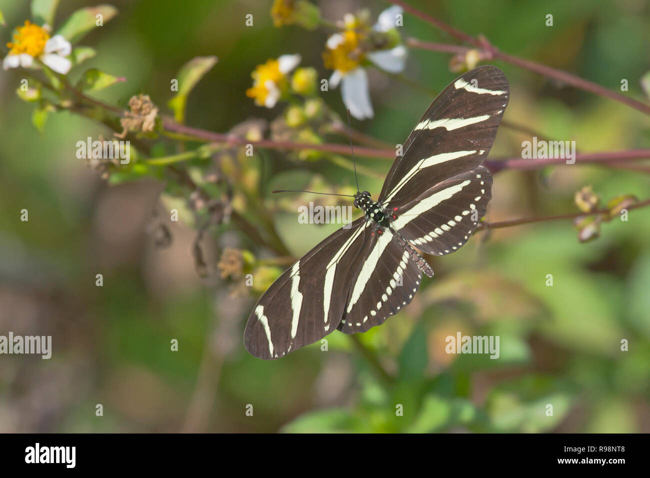 Zebra Wing Butterfly High Resolution Stock Photography and Images - Alamy
