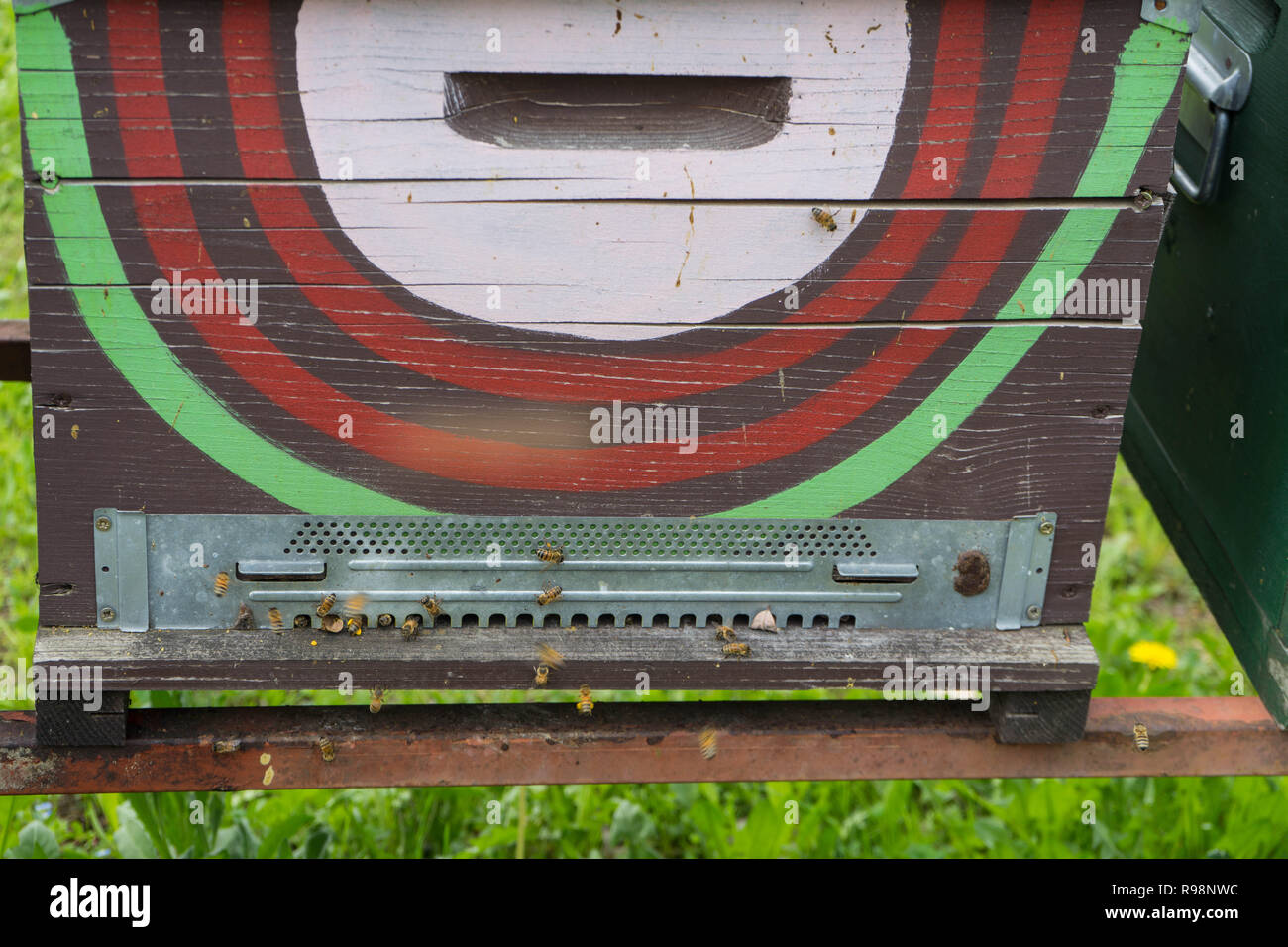 Bees at the entry of their hive Stock Photo - Alamy