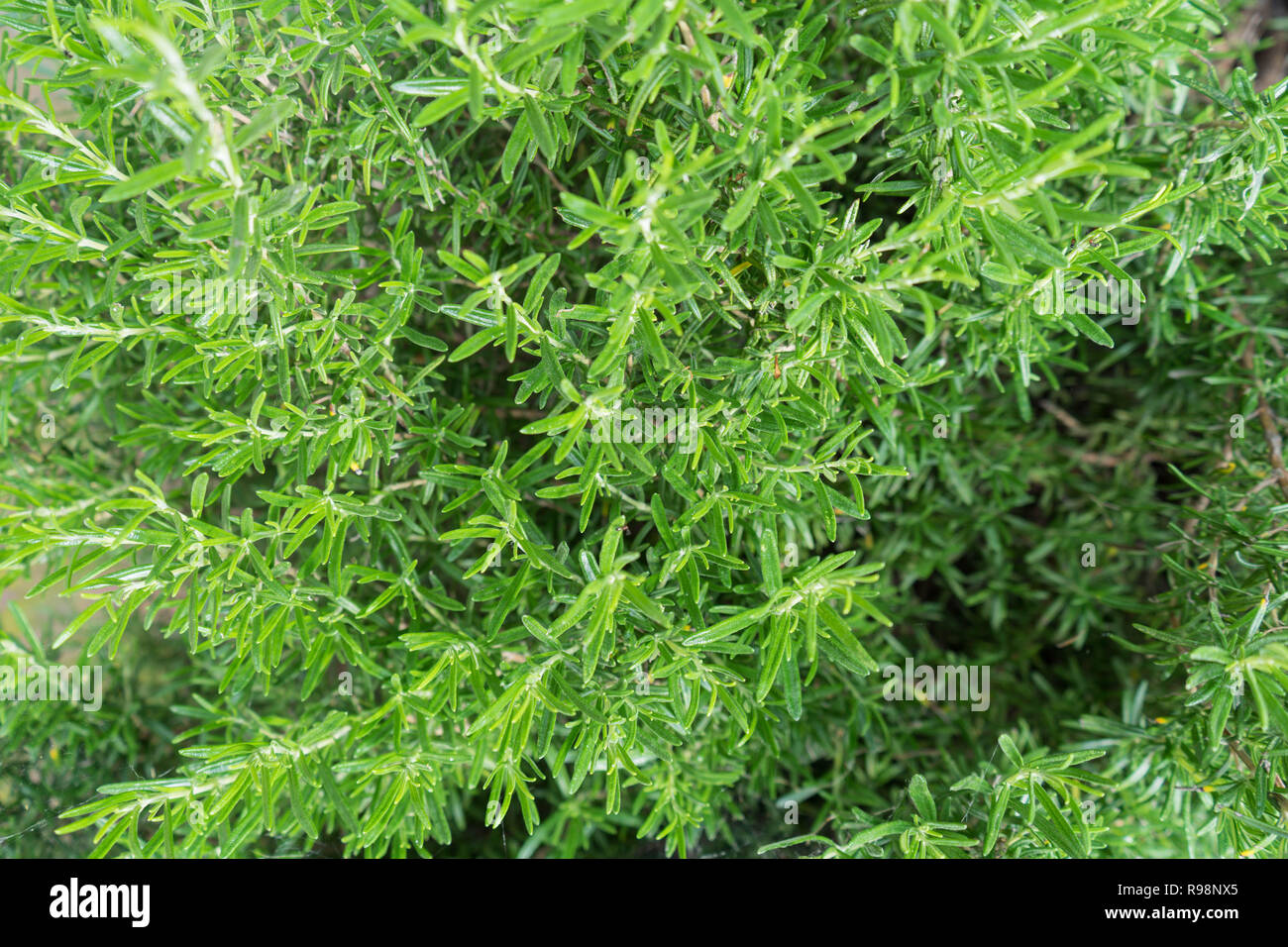 A fragrant rosemary plant Stock Photo - Alamy