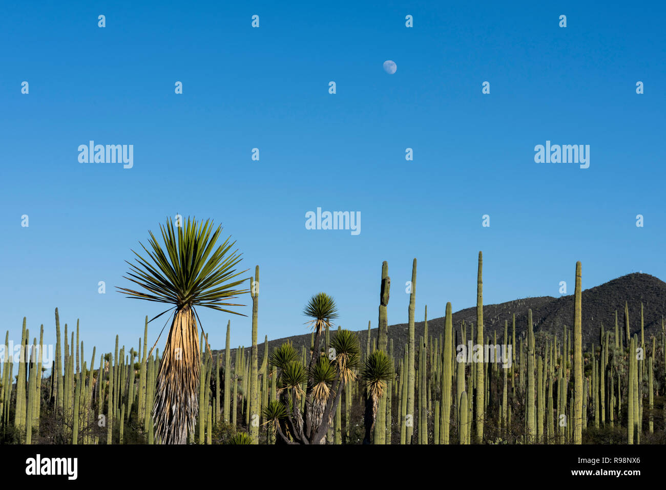 Tehuacan hi-res stock photography and images - Alamy