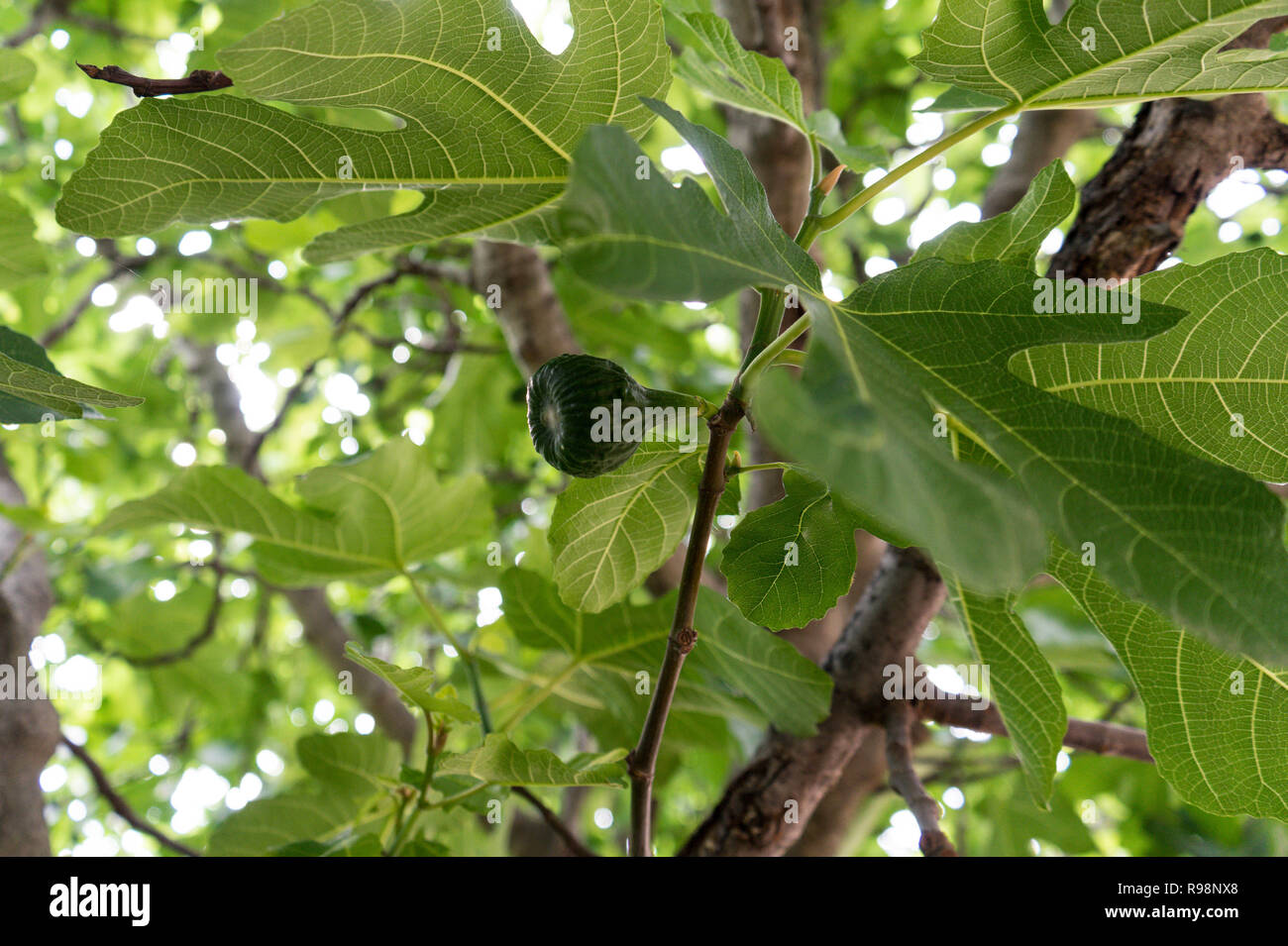 Leaves of a fig tree with fruit Stock Photo - Alamy
