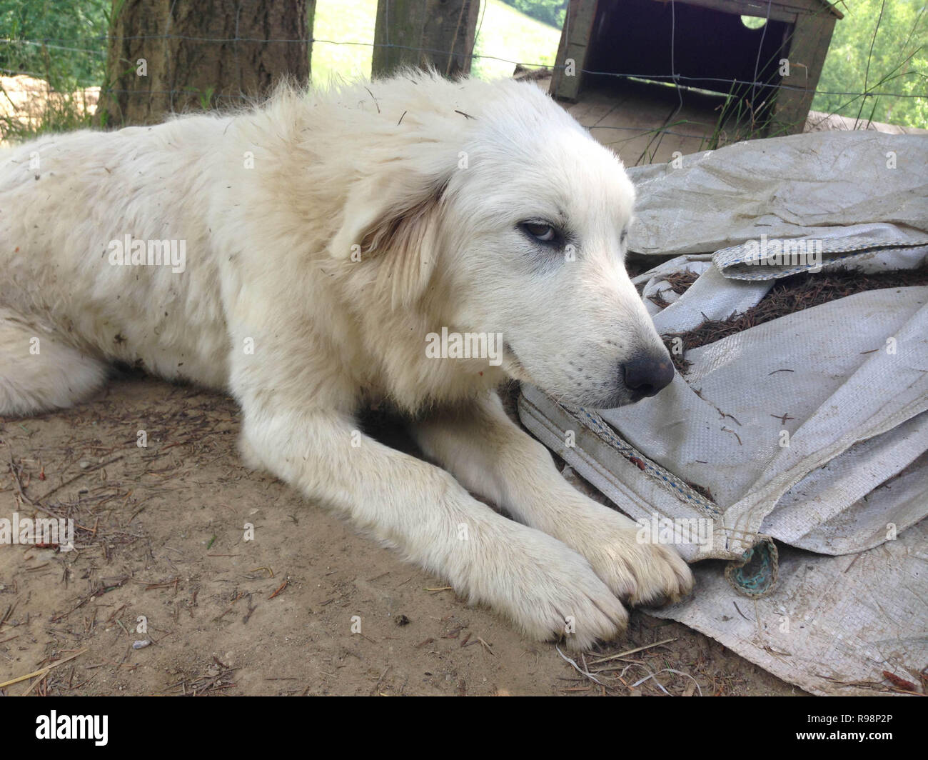 Dog sitting quietly hi-res stock photography and images - Alamy