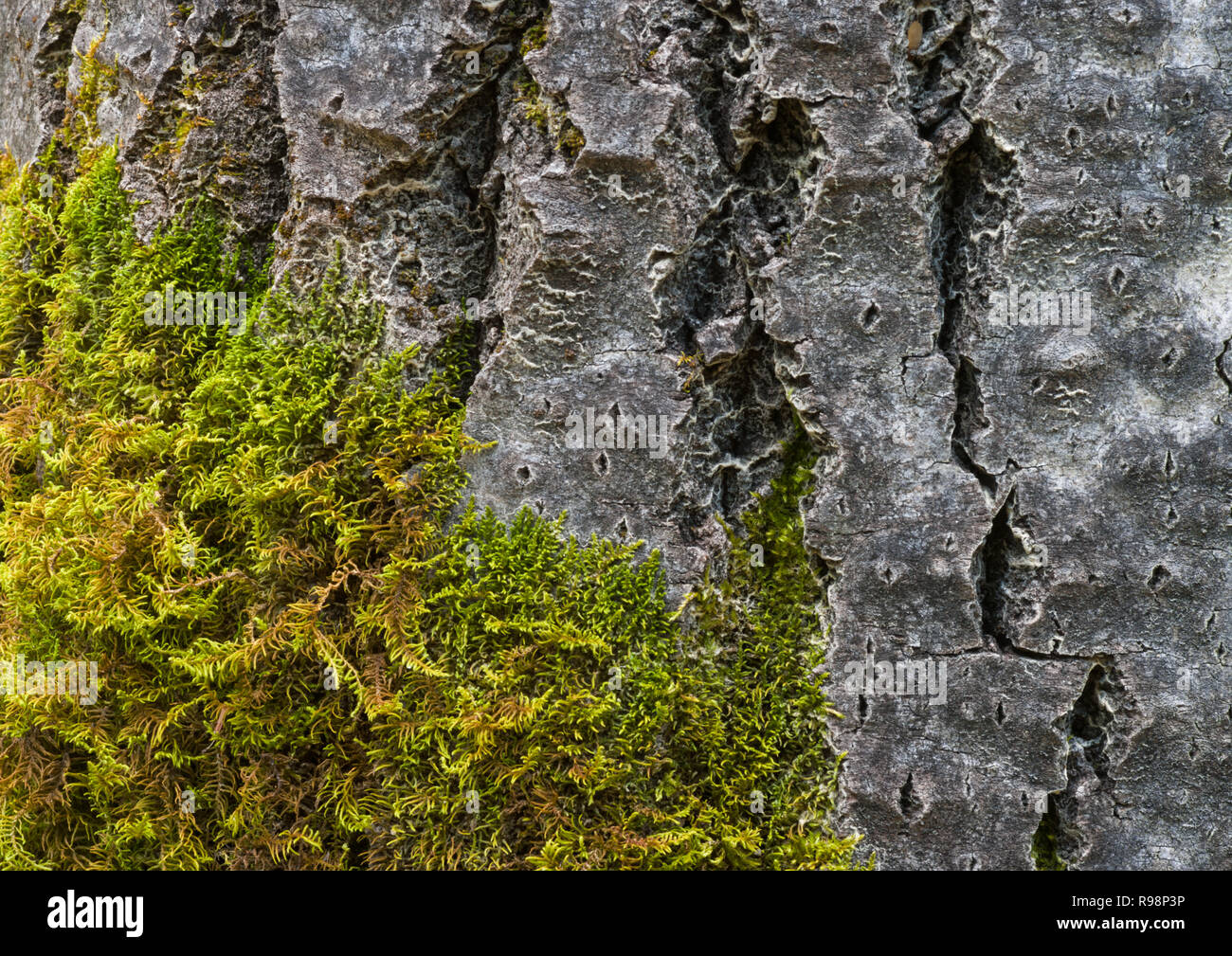 Tree moss texture alberta hi-res stock photography and images - Alamy