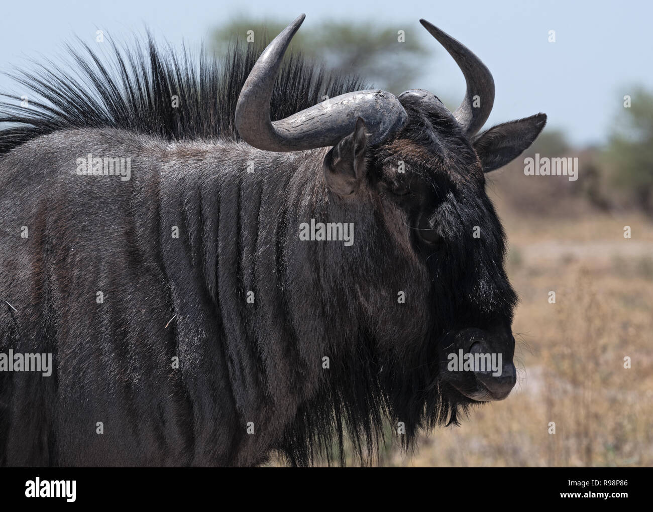 Golden wildebeest hi-res stock photography and images - Alamy