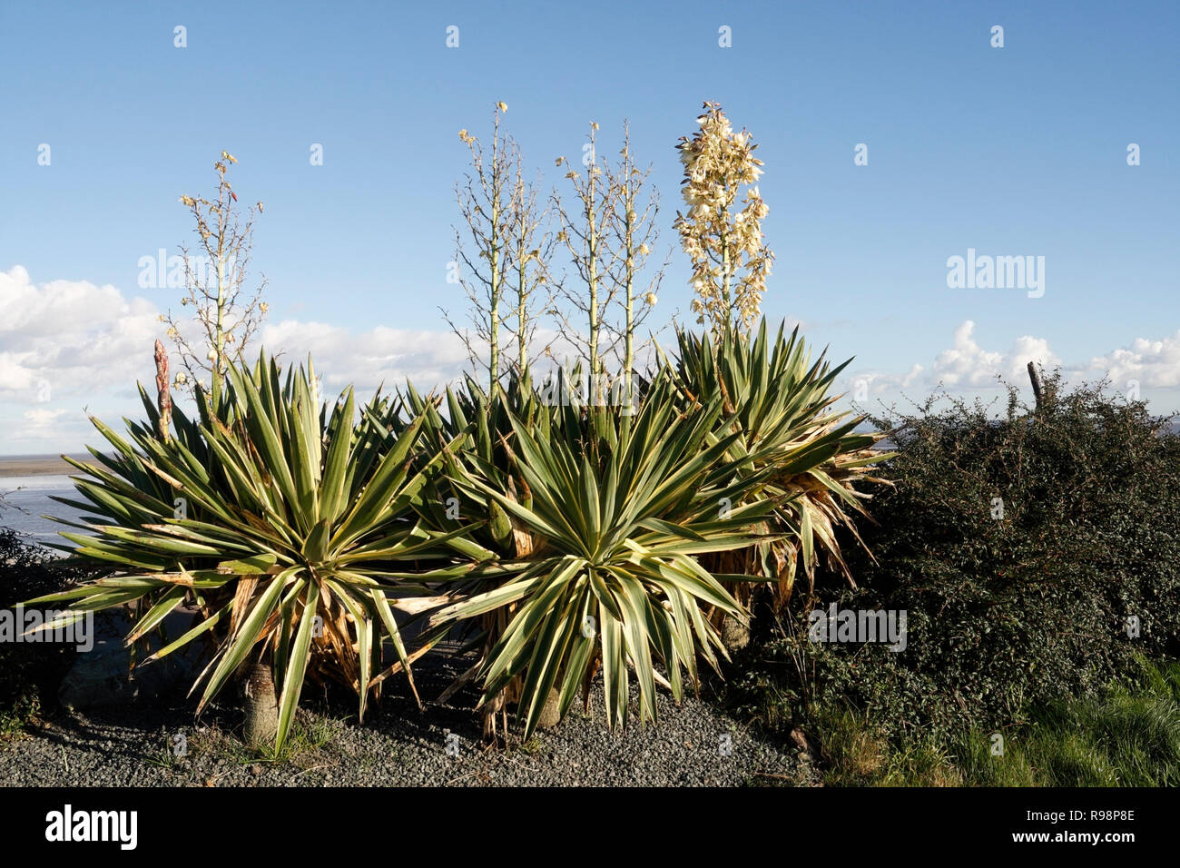 Spiky yucca plant hi-res stock photography and images - Alamy