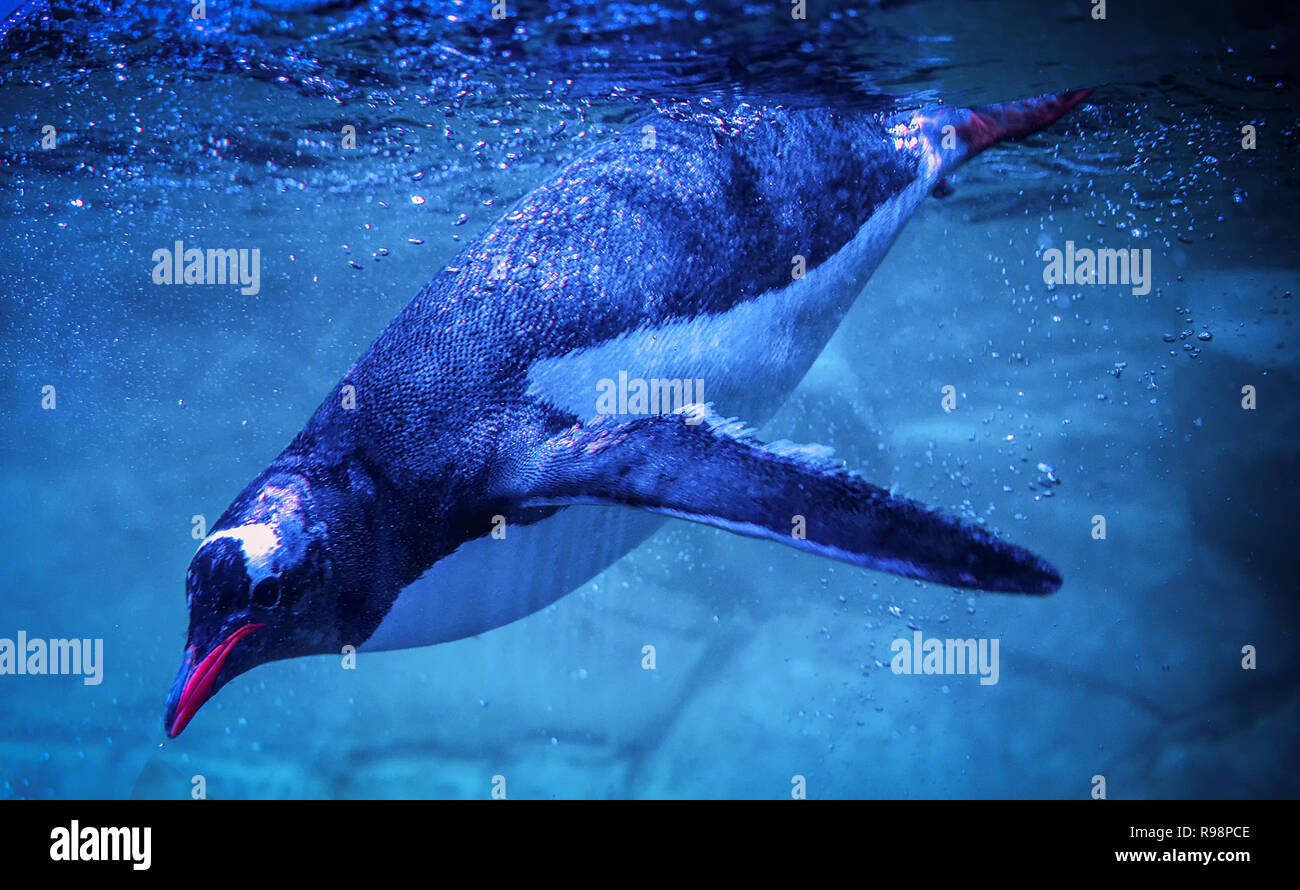 Gentoo Penguin Swimming Marine Life Underwater Ocean Gentoo Penguin