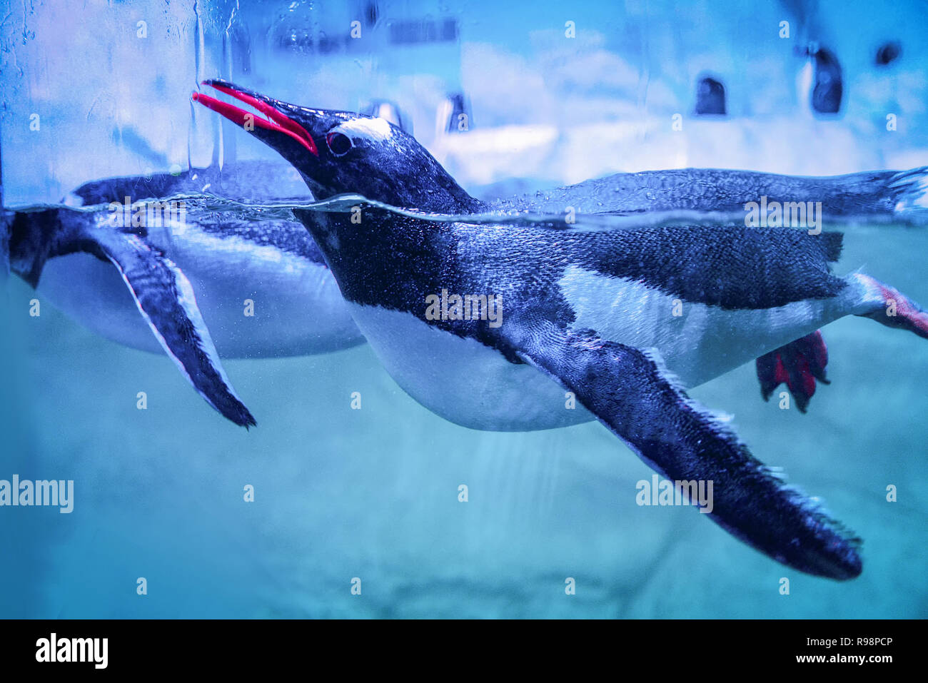 Rockhopper penguins underwater hi-res stock photography and images - Alamy